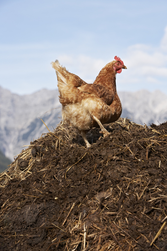 La fiente de poule : un engrais de qualité pour le jardinage
